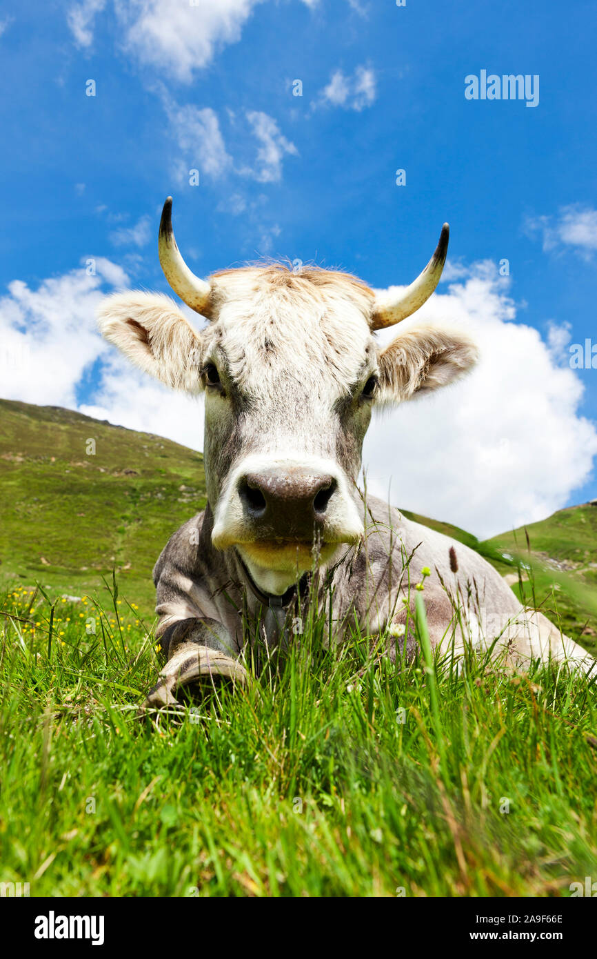 Pastures lie hi-res stock photography and images - Alamy