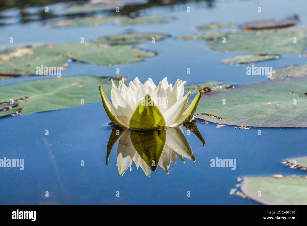 Beautiful background from plants. Swamp lotus flower. Harmony of colors ...