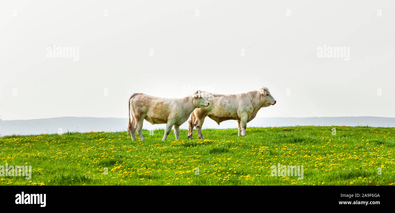 Grange paddocks hi-res stock photography and images - Alamy