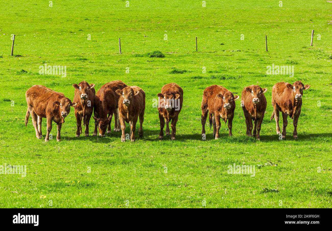 Empty cow paddock hi-res stock photography and images - Alamy