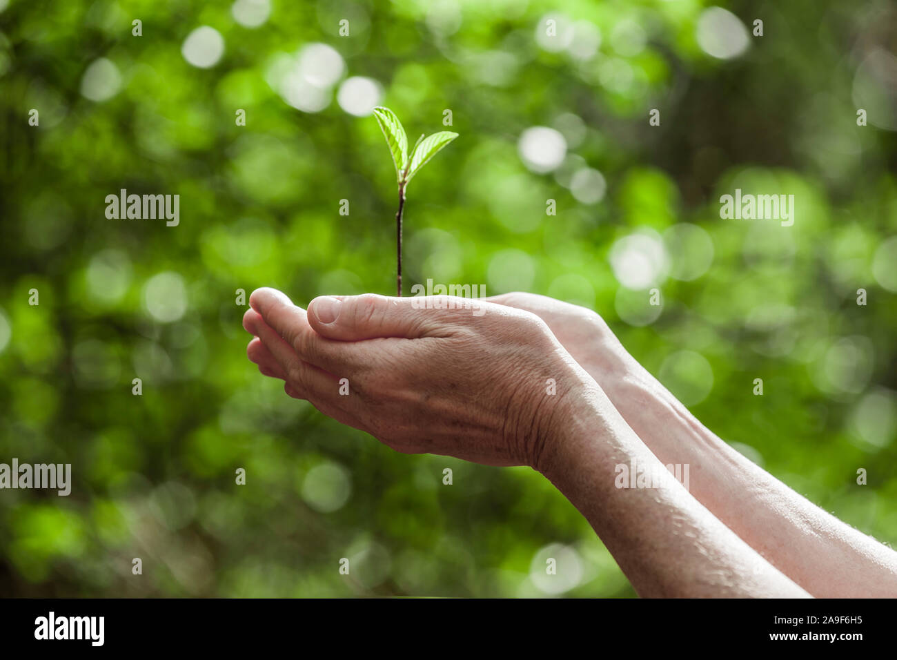 Hand hold light woods hi-res stock photography and images - Alamy