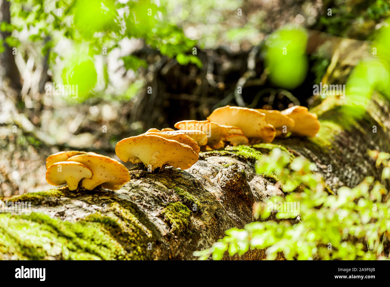 Tree fungi hi-res stock photography and images - Alamy