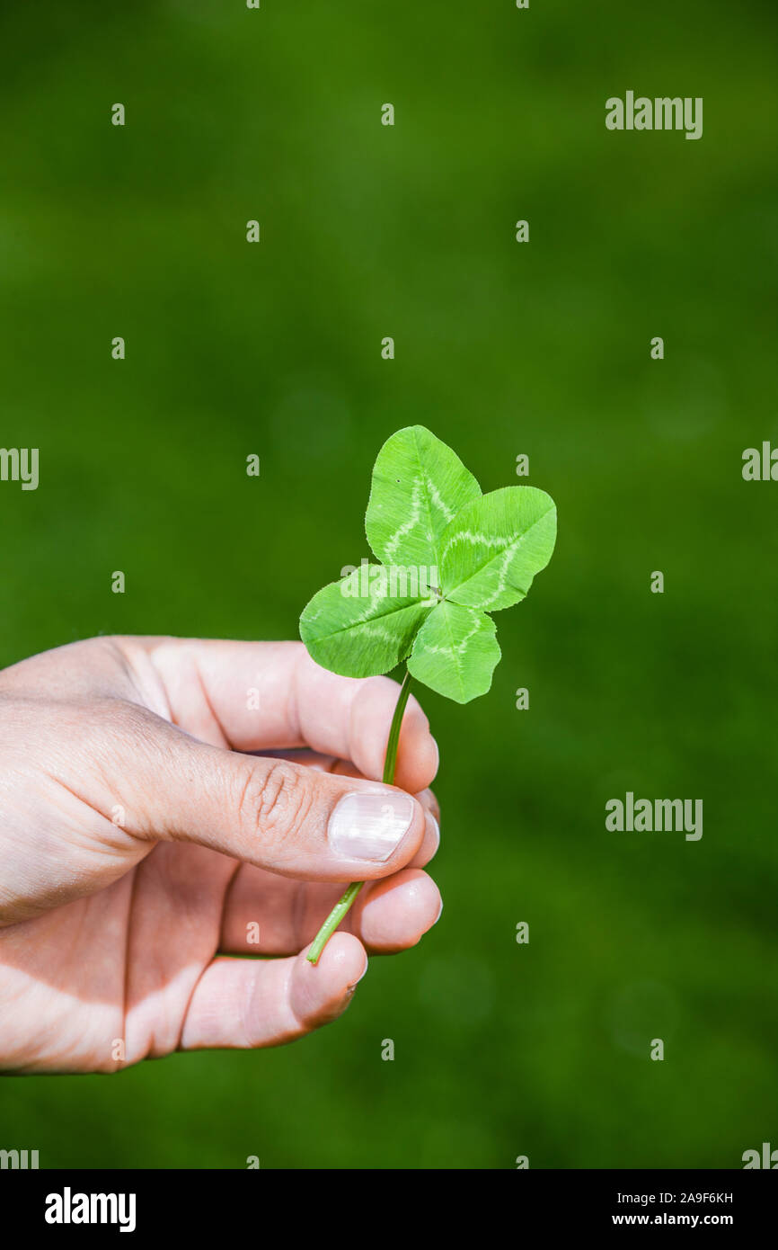 Green shamrock colour lucky hi-res stock photography and images - Alamy