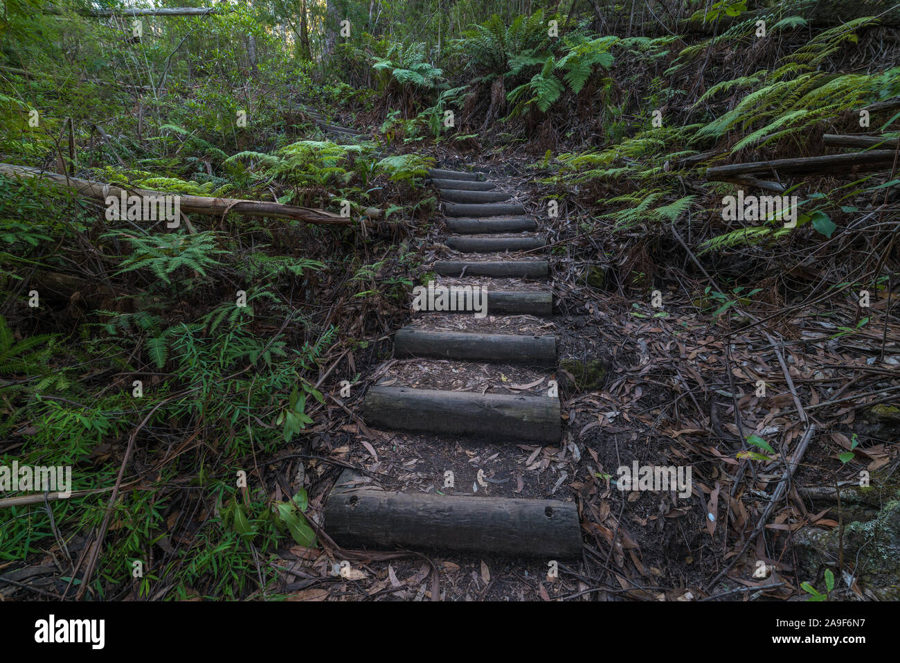 Hiking path in tropical forest. Wooden stairs on Grand Canyon walking ...