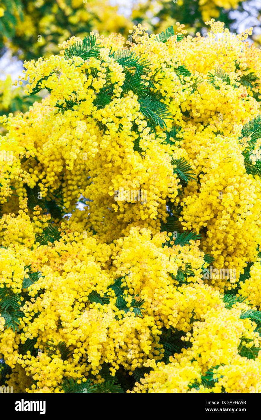 Mimosa blooms hi-res stock photography and images - Alamy