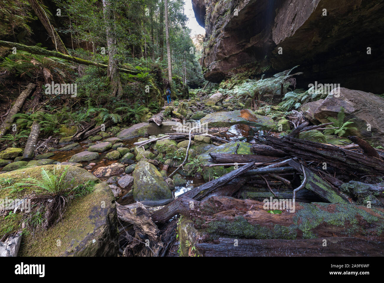 Tekking Grand Canoyn Walking Track in Blue Mountains. Person hiking in ...