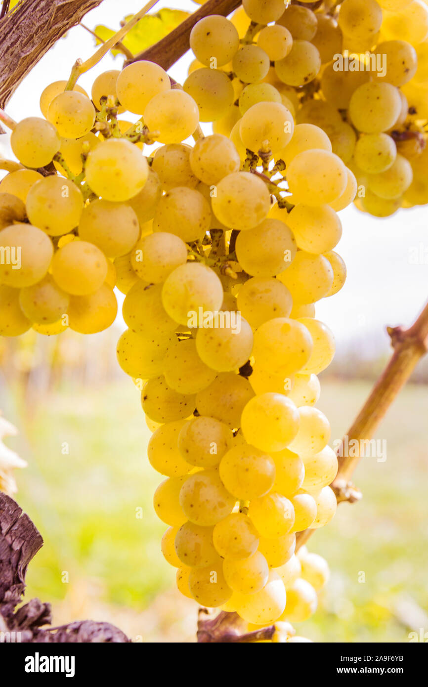 Load Of Grapes High Resolution Stock Photography and Images - Alamy