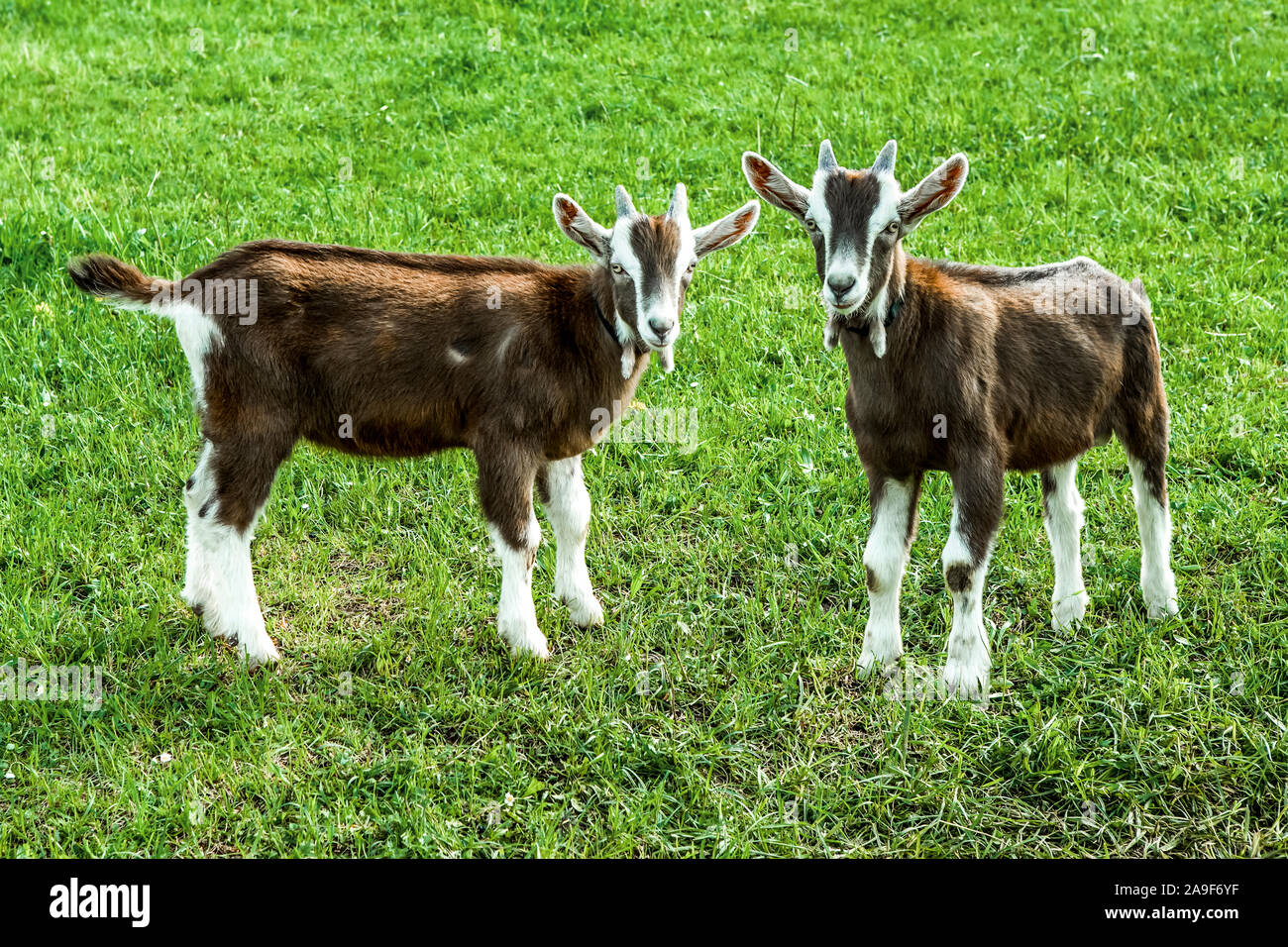 Goat goats paddock paddocks hi-res stock photography and images - Alamy