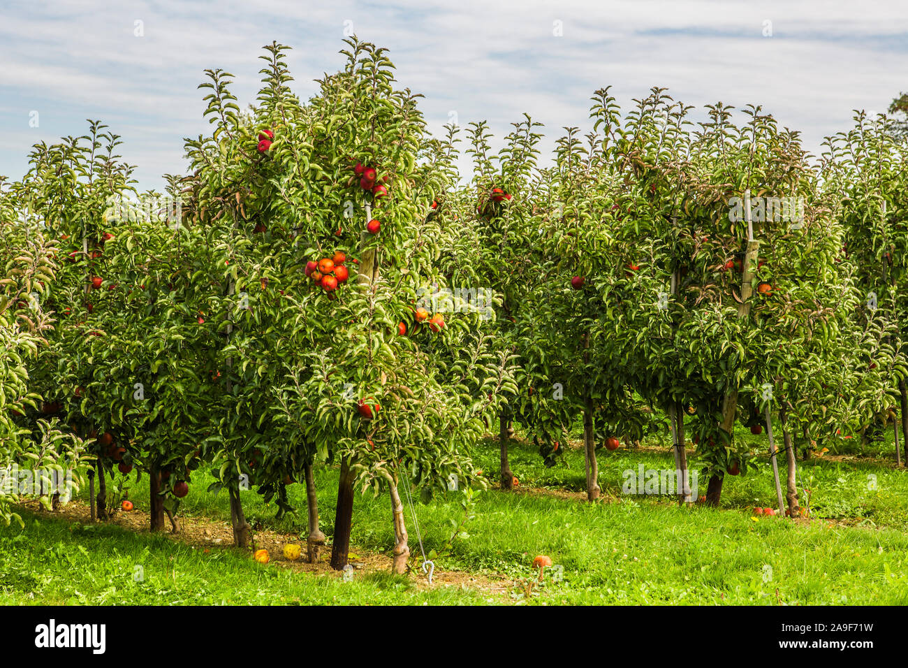 Mature trees and lake hi-res stock photography and images - Alamy