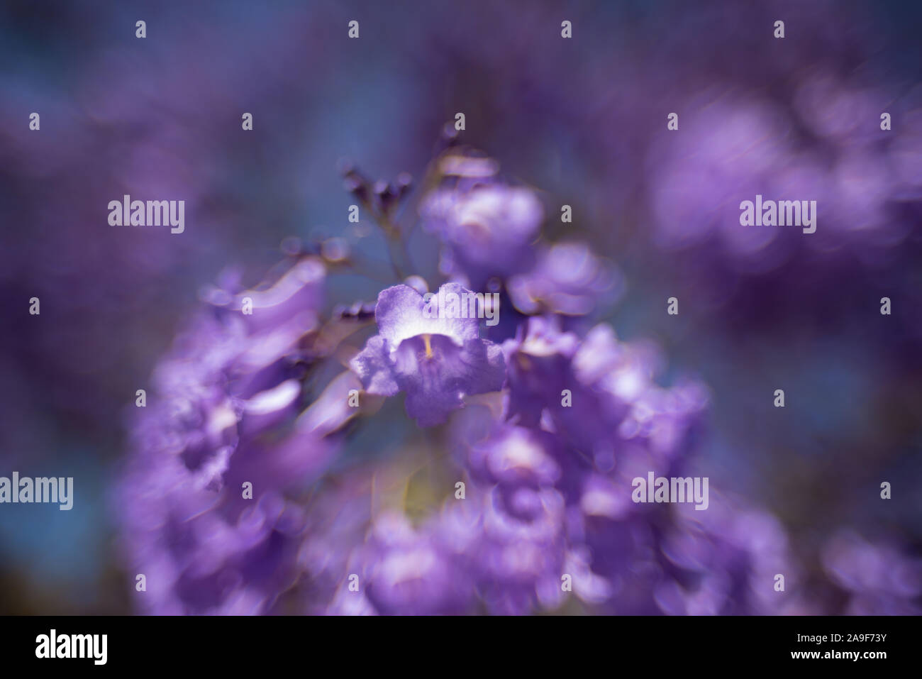 Calming and soothing tree hi-res stock photography and images - Alamy