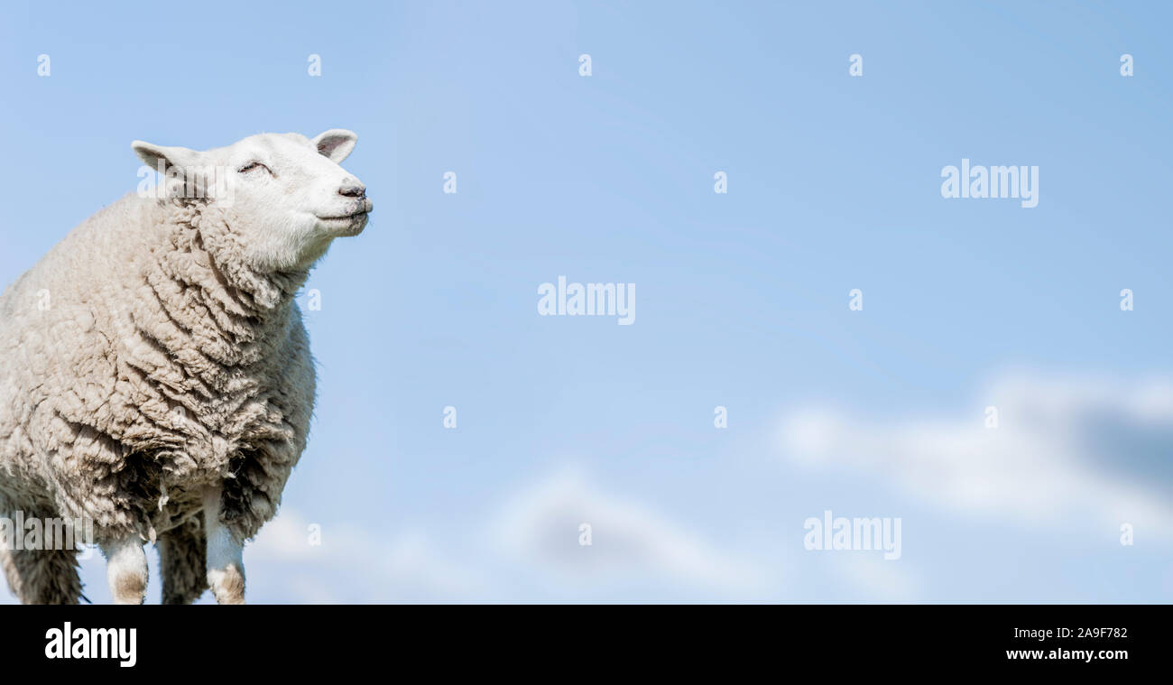 Laugh sheep hi-res stock photography and images - Alamy