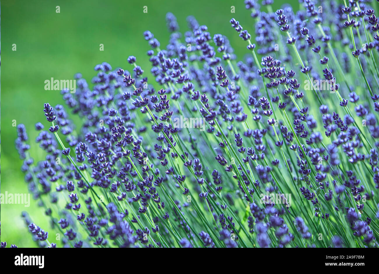 Heavy scented flower hi-res stock photography and images - Alamy