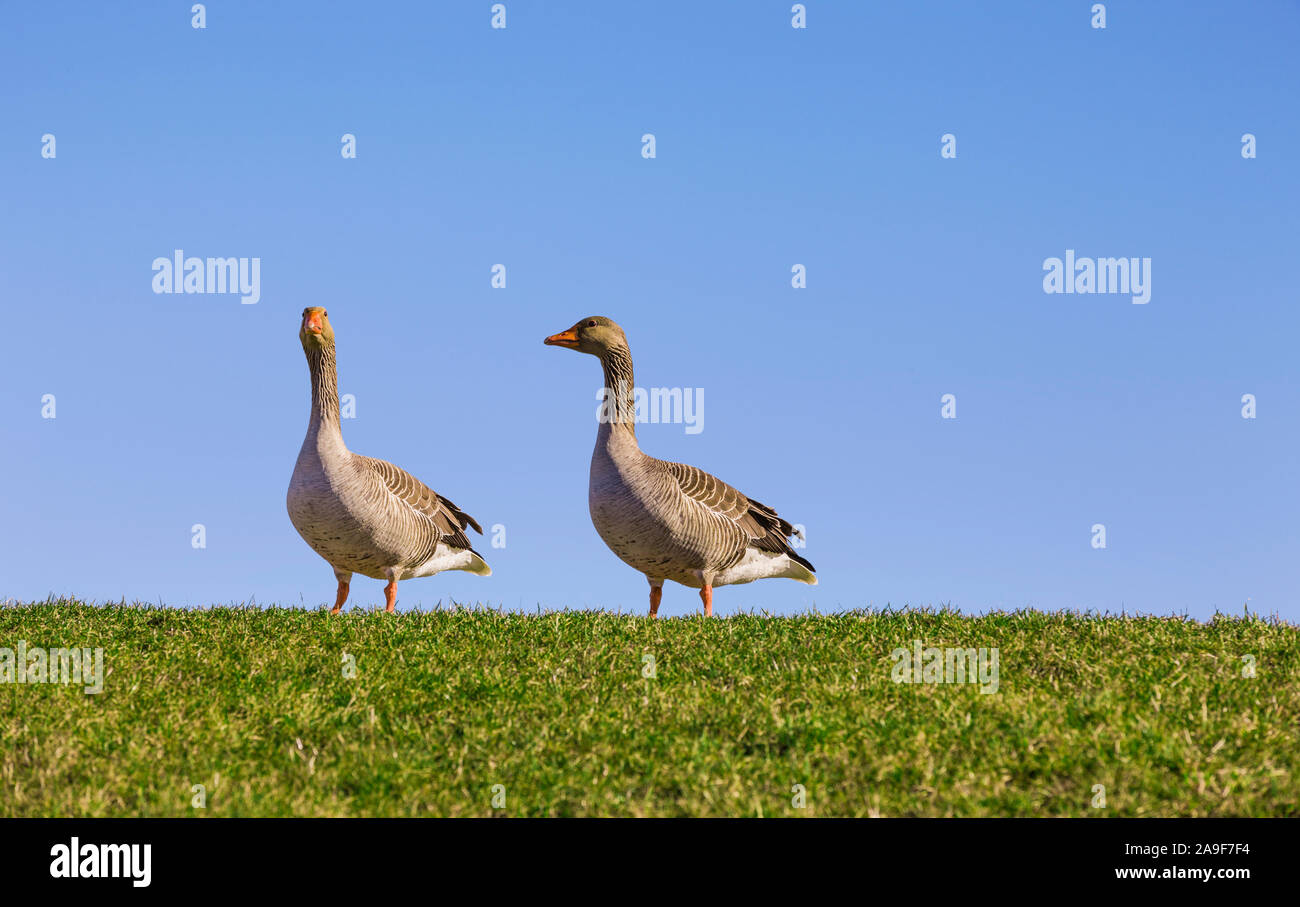 Empty dam bird hi-res stock photography and images - Alamy
