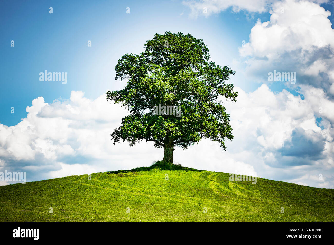 Aged oak hi-res stock photography and images - Alamy
