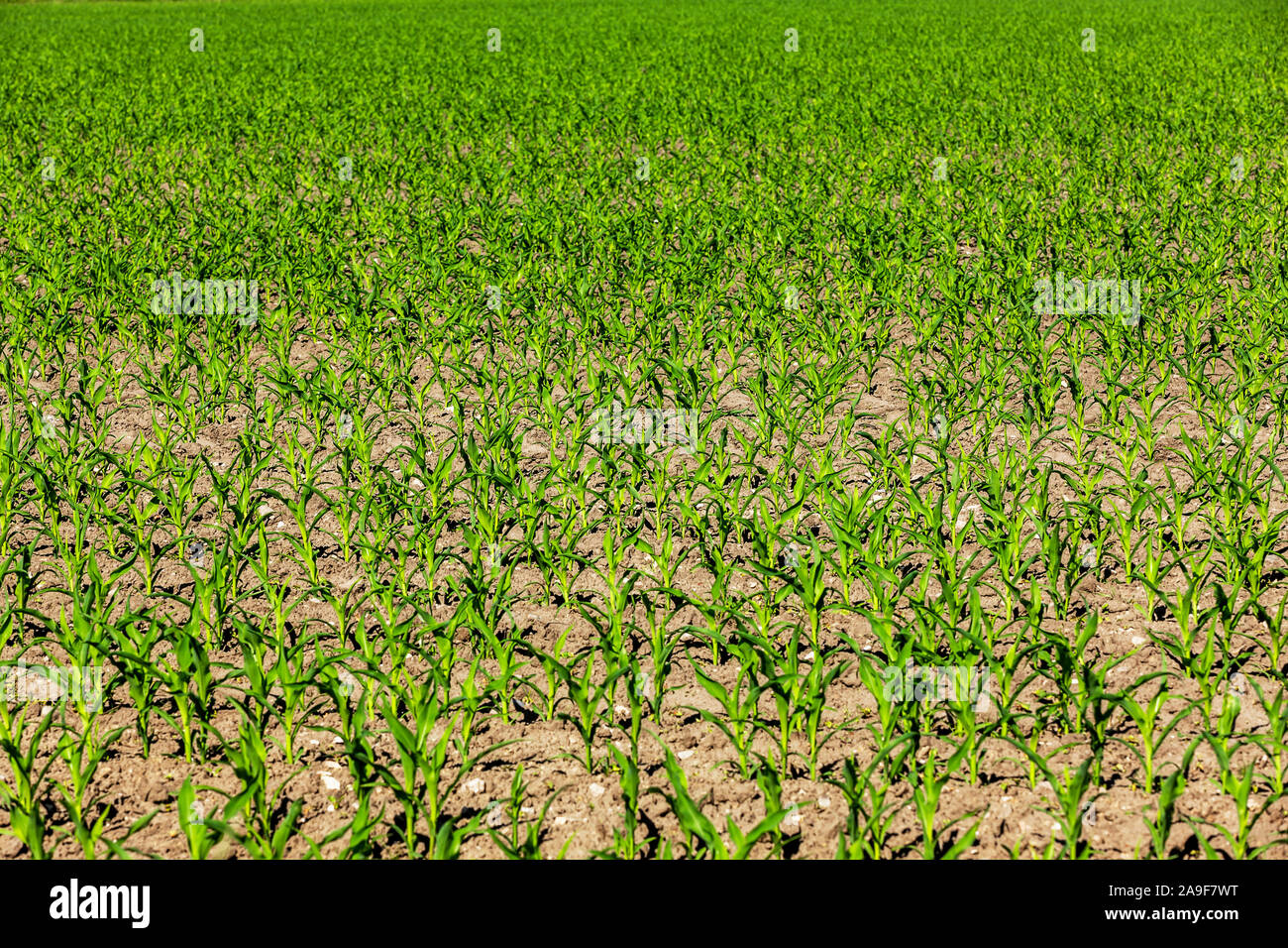 Cultivation of soil hi-res stock photography and images - Alamy