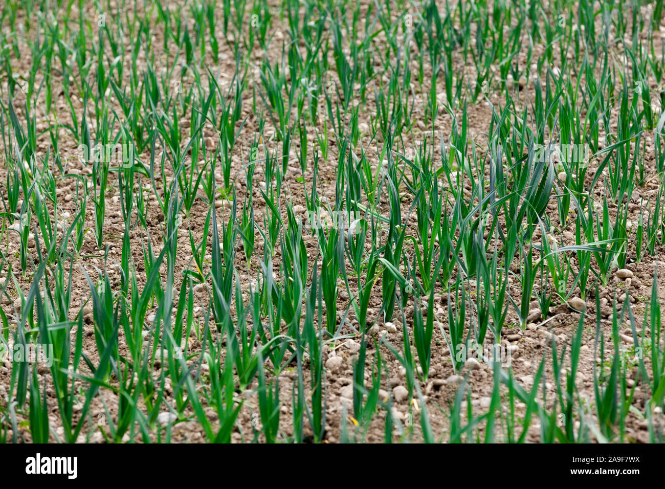 Field garlics hi-res stock photography and images - Alamy