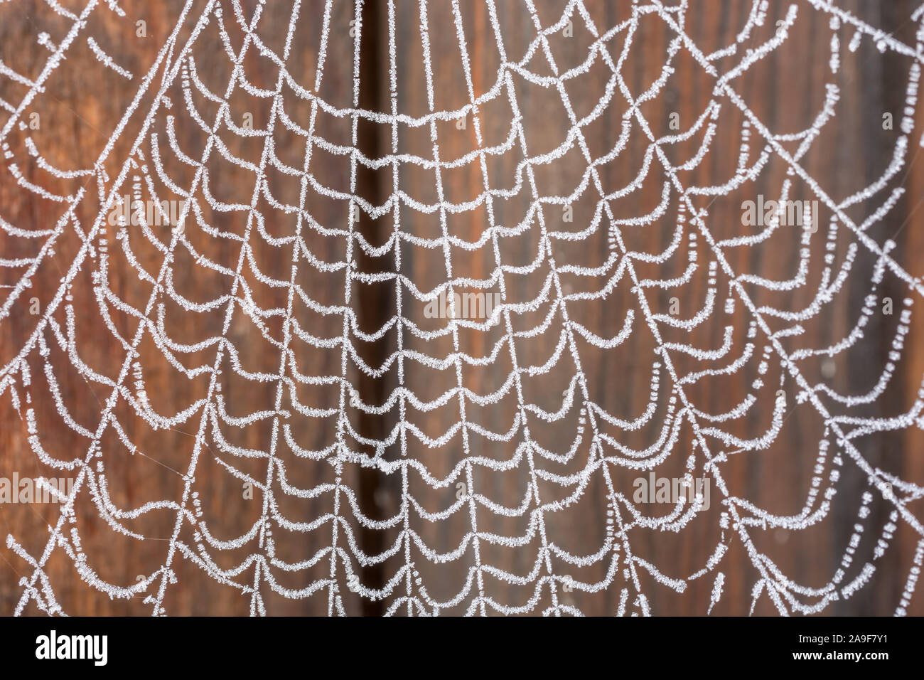 Frozen spider web after winter weather change Stock Photo - Alamy