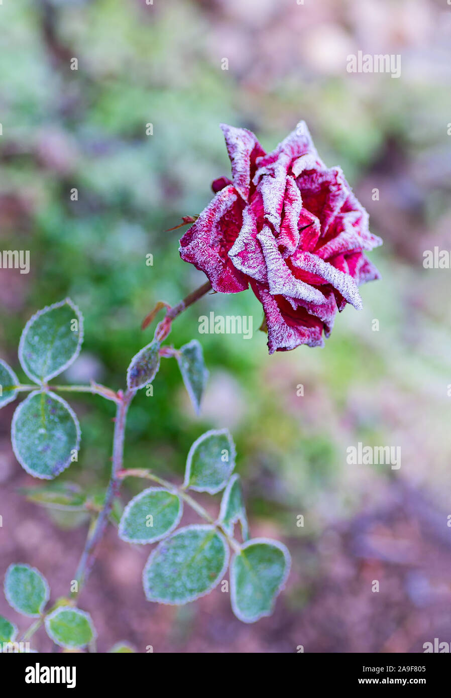 Rose petals frost hi-res stock photography and images - Alamy