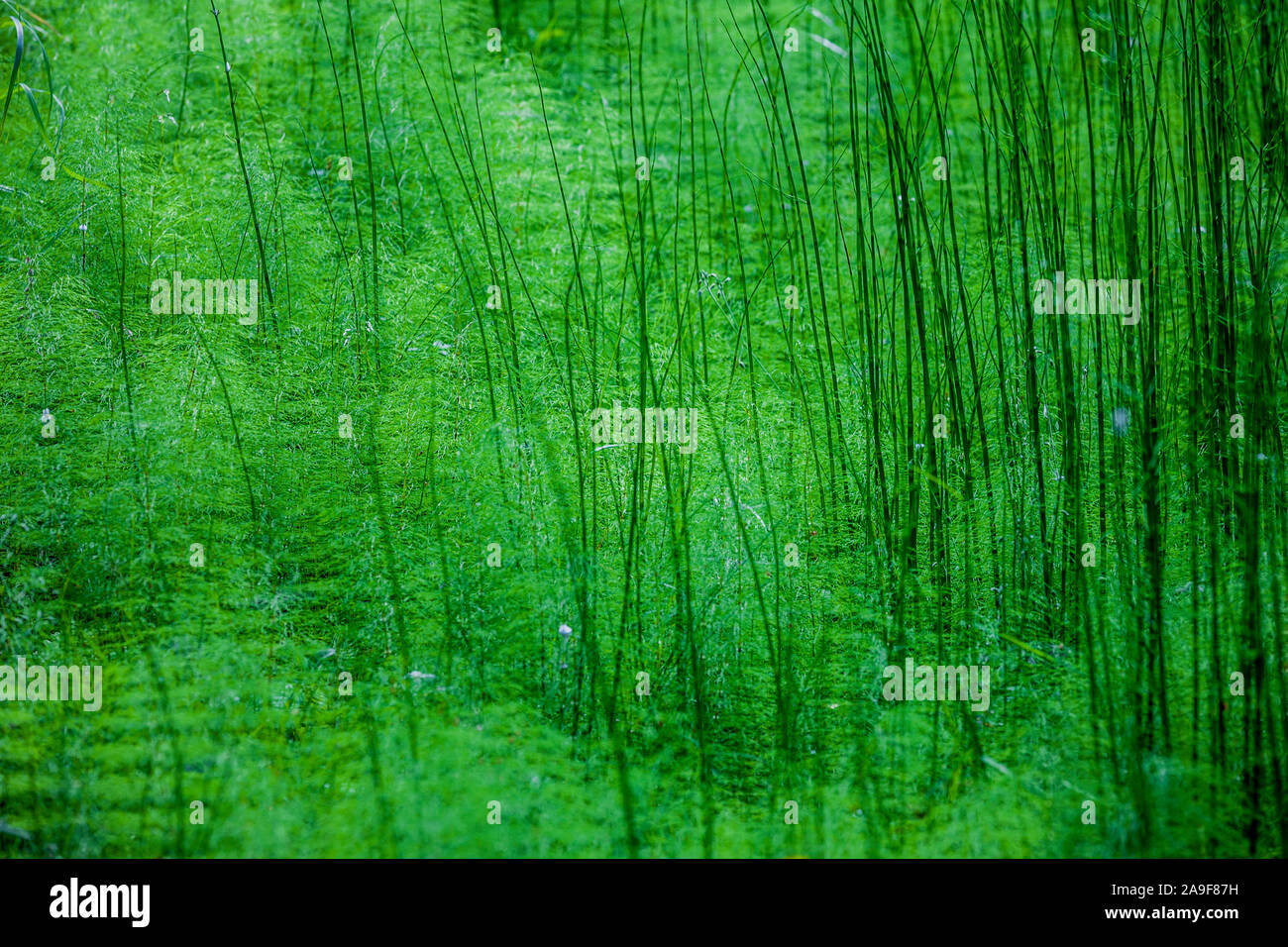 Horsetail rushes hi-res stock photography and images - Alamy