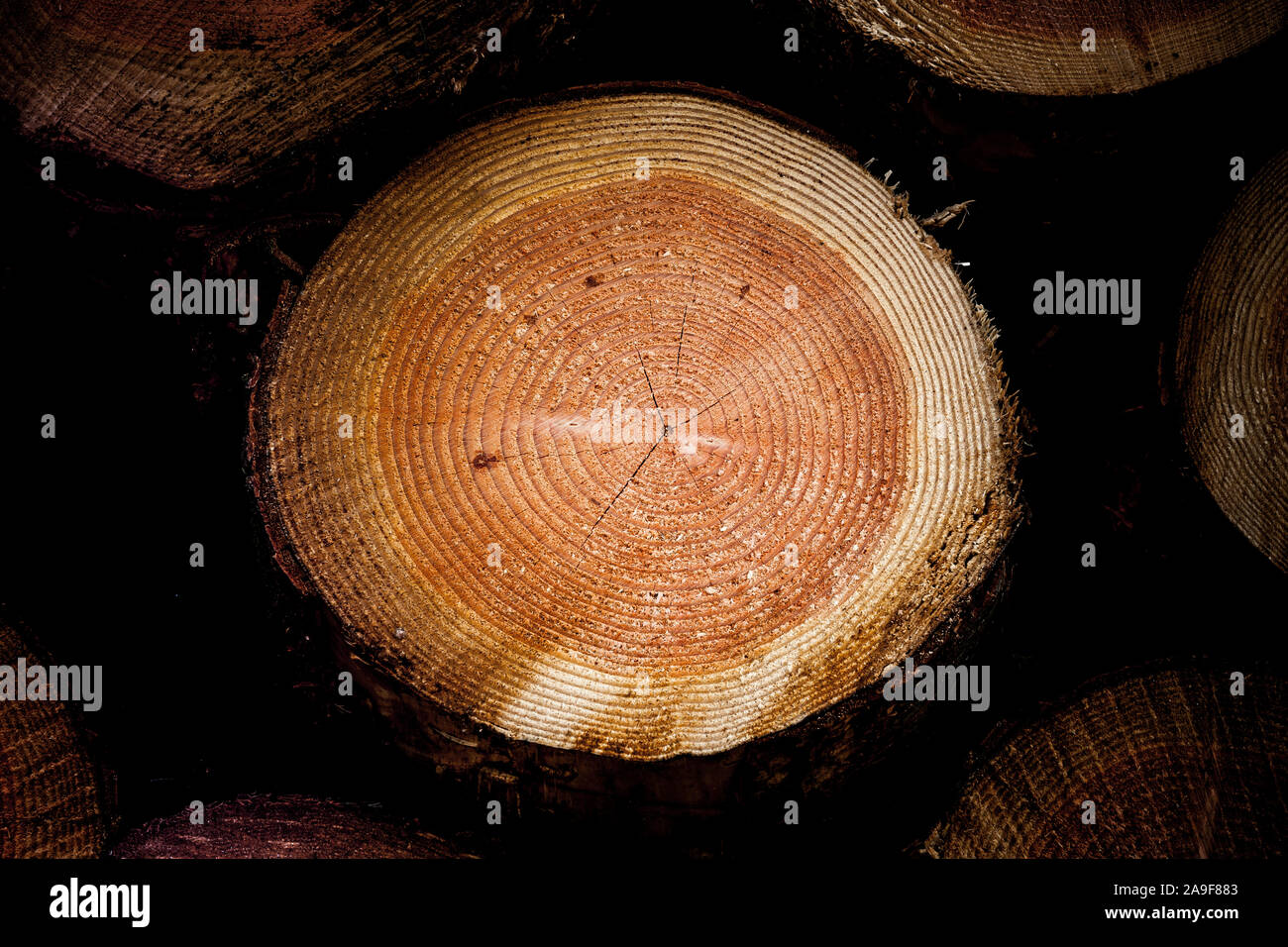 Ancient tree rings hi-res stock photography and images - Alamy