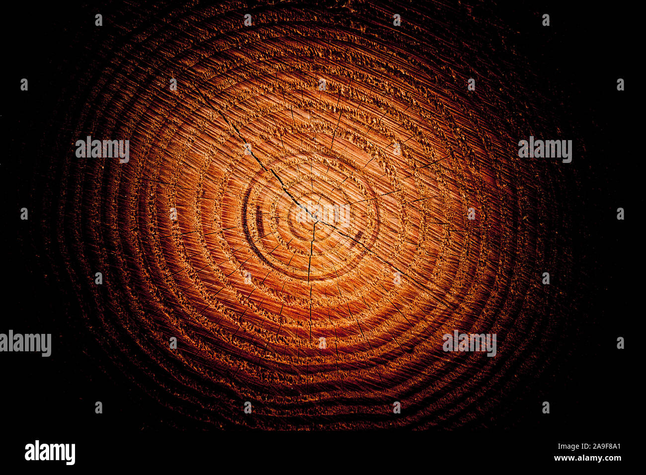 Ancient tree rings hi-res stock photography and images - Alamy