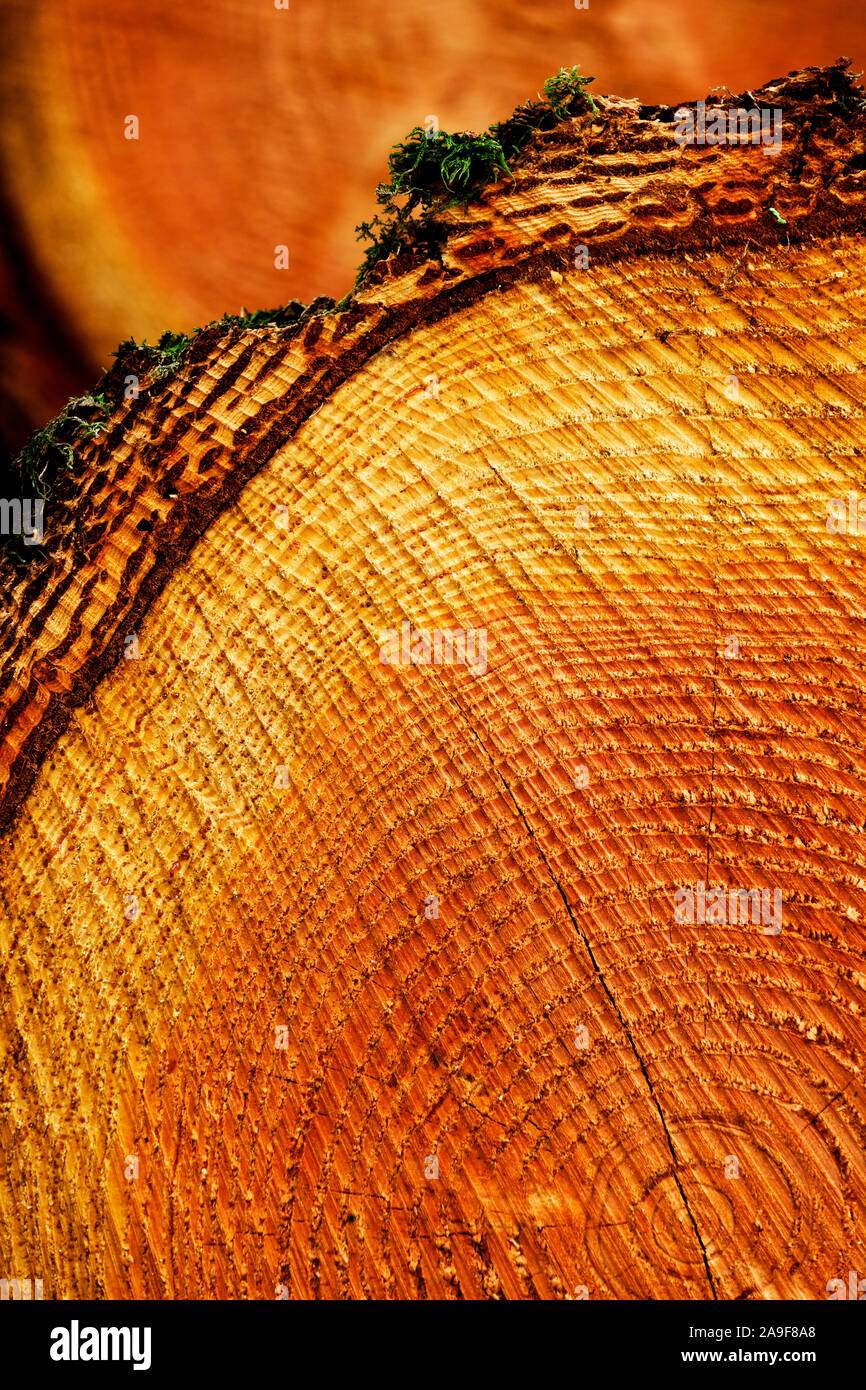 Counting tree rings hi-res stock photography and images - Alamy