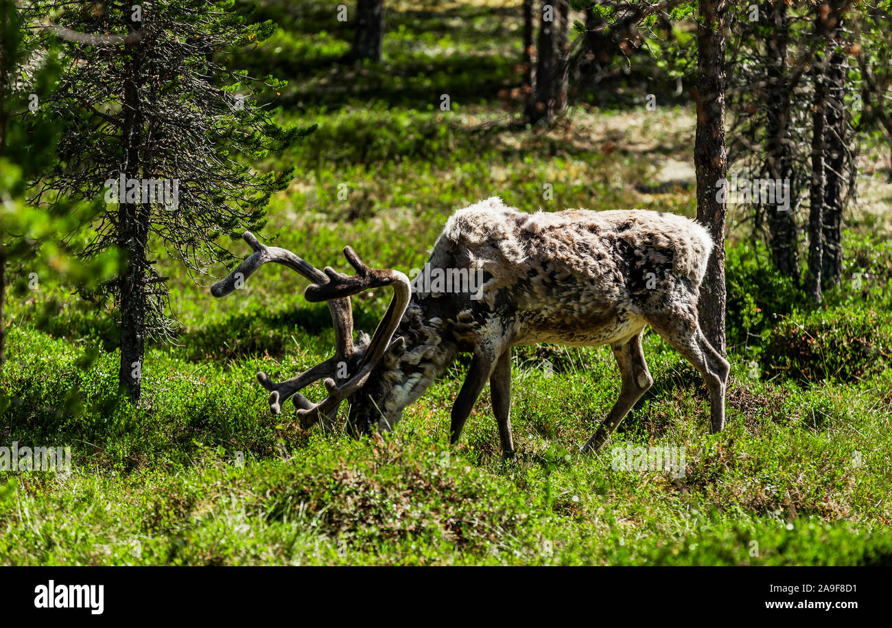Reindeer in the forest Stock Photo - Alamy