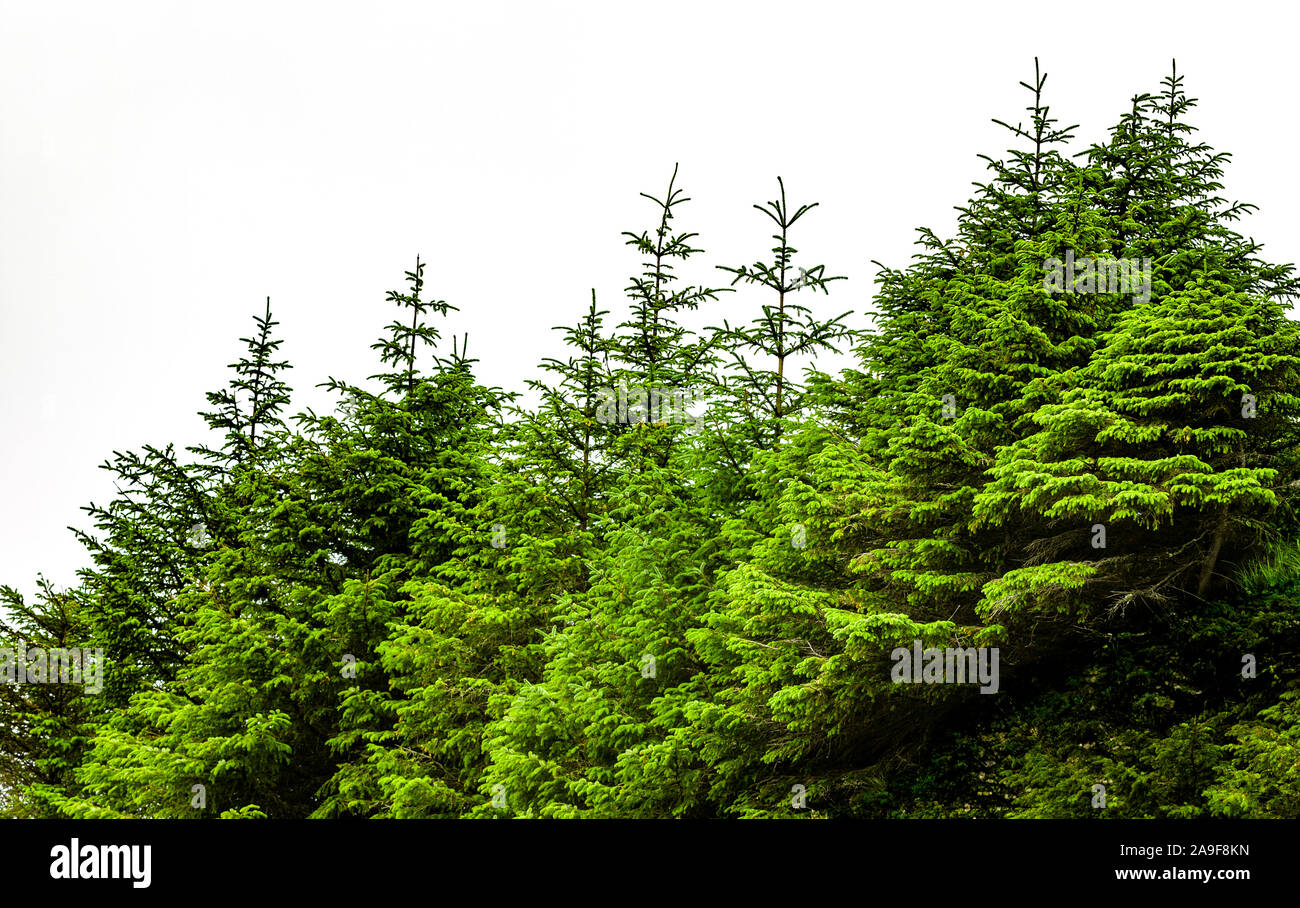 Fir spruce woodlands hi-res stock photography and images - Alamy