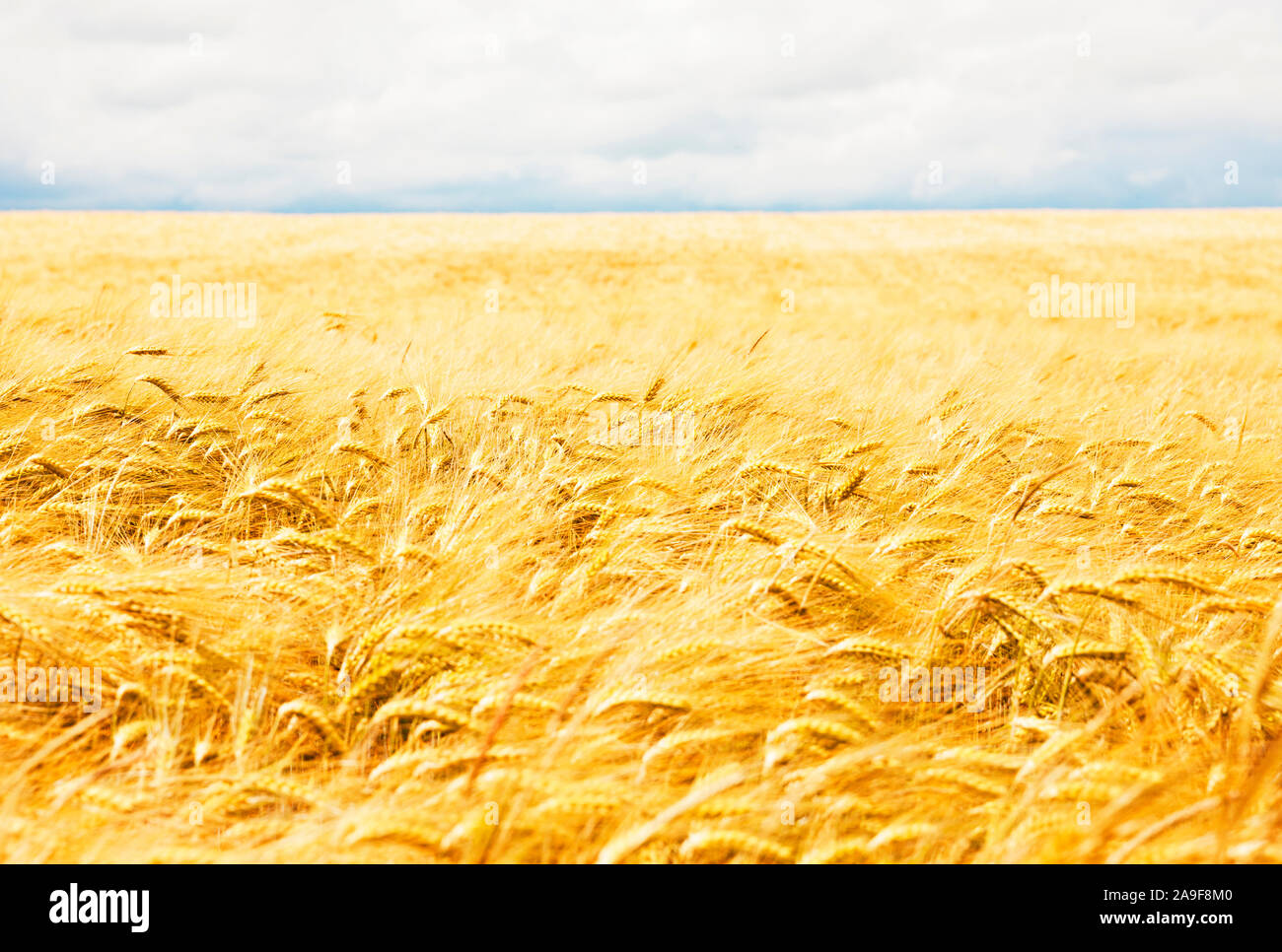 Wind blowing wheat hi-res stock photography and images - Alamy