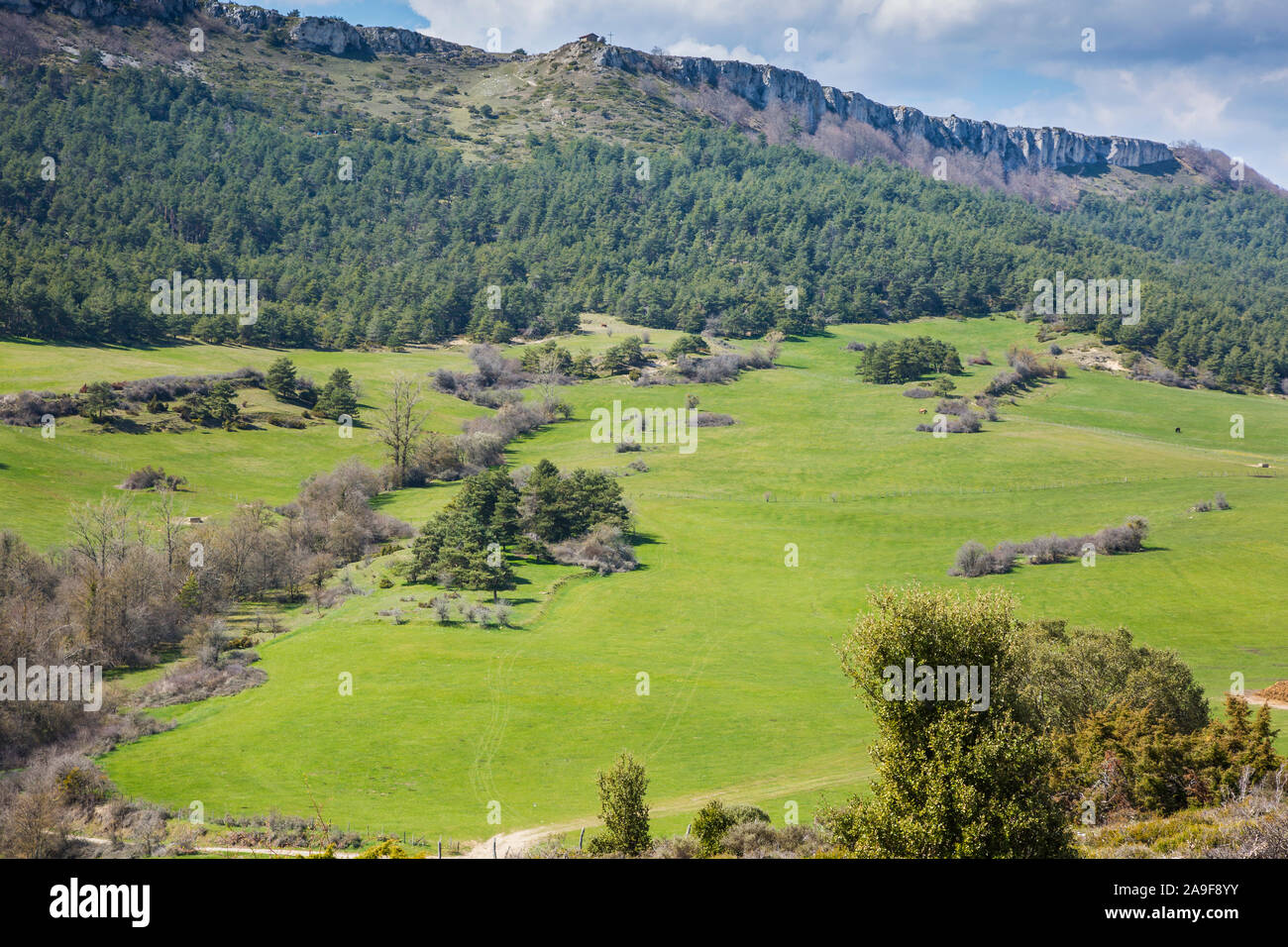 Pasture, forest and mountain landscape Stock Photo - Alamy