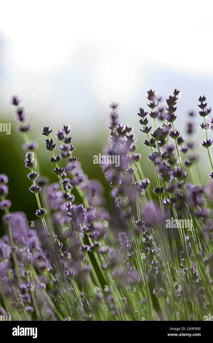 Real lavenders hi-res stock photography and images - Alamy