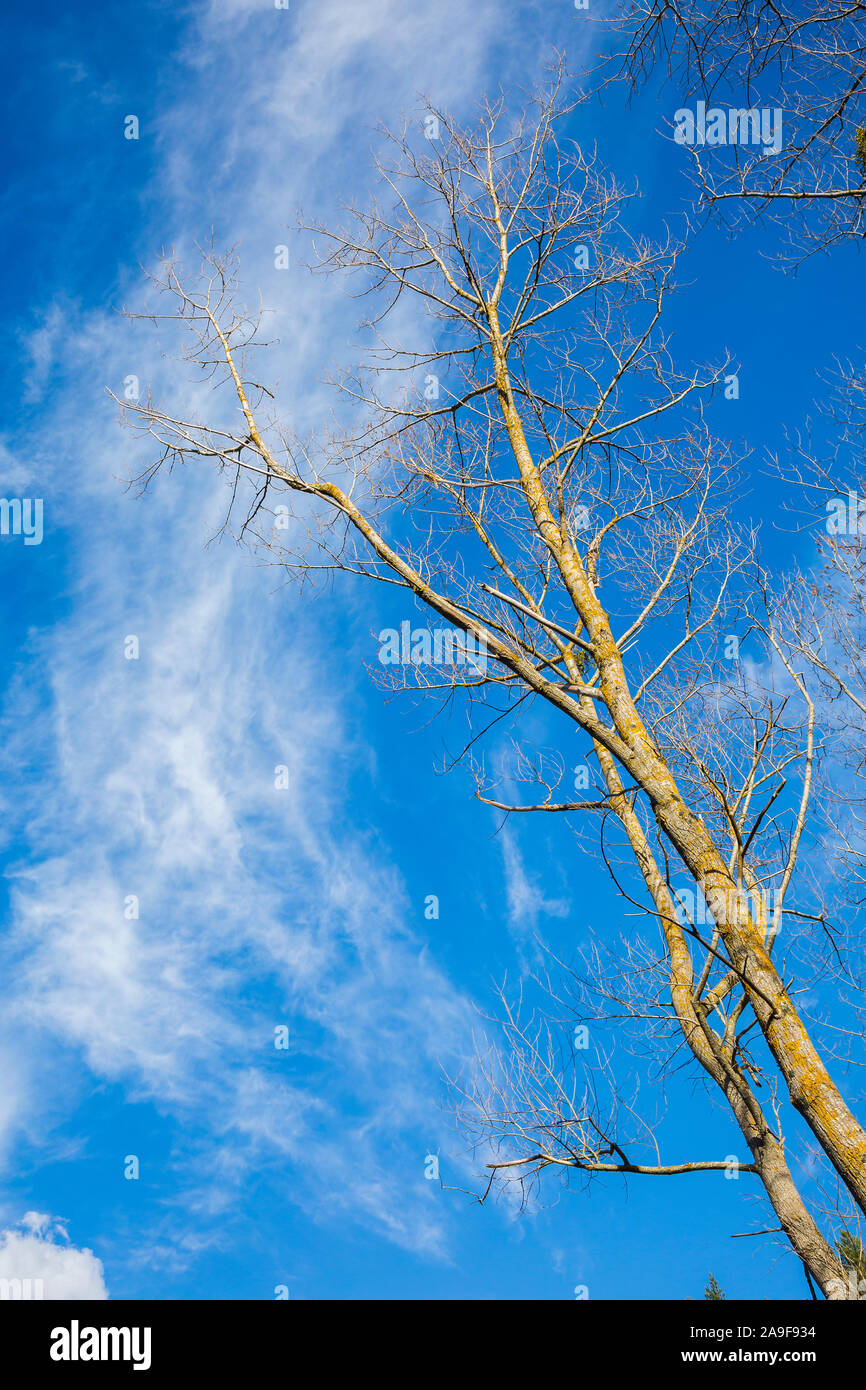 Deciduous trees in winter Stock Photo - Alamy
