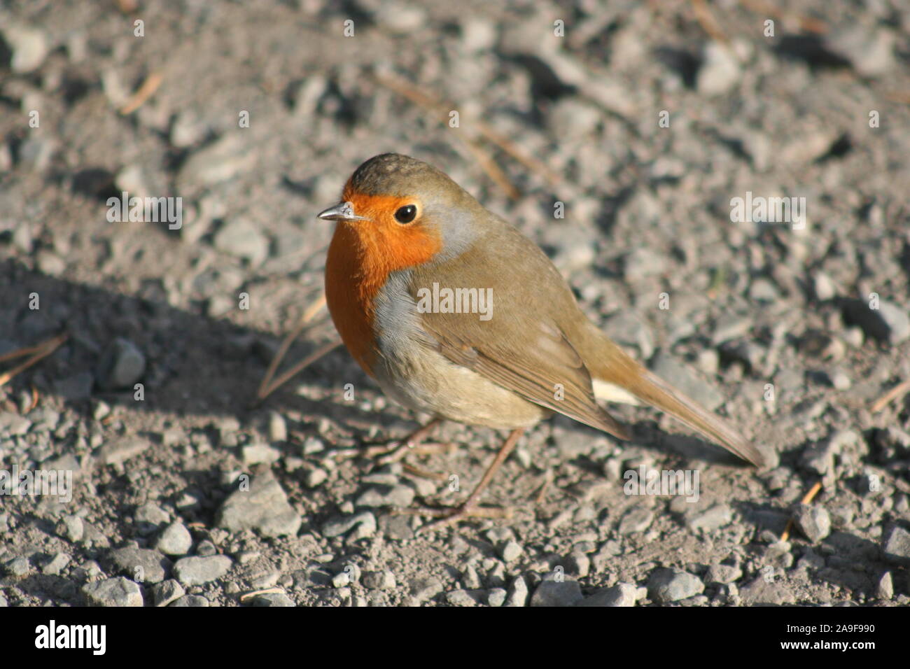 Uccello canoro hi-res stock photography and images - Alamy