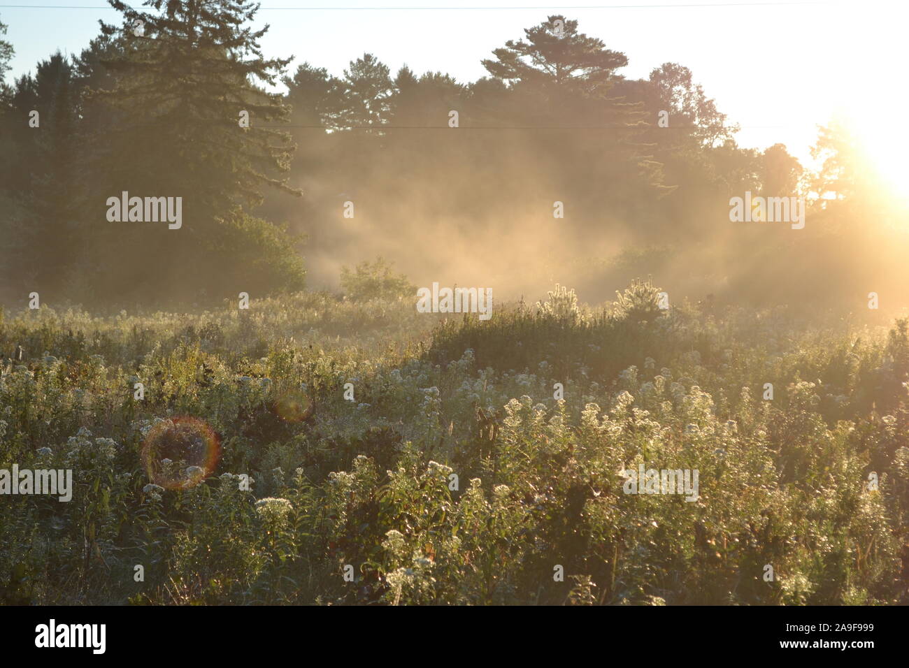Morning mist over green hi-res stock photography and images - Alamy