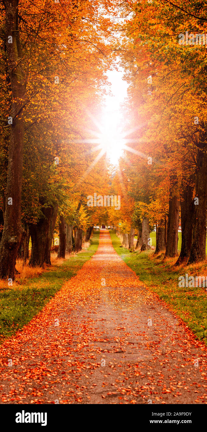 Ordinary trees hi-res stock photography and images - Alamy