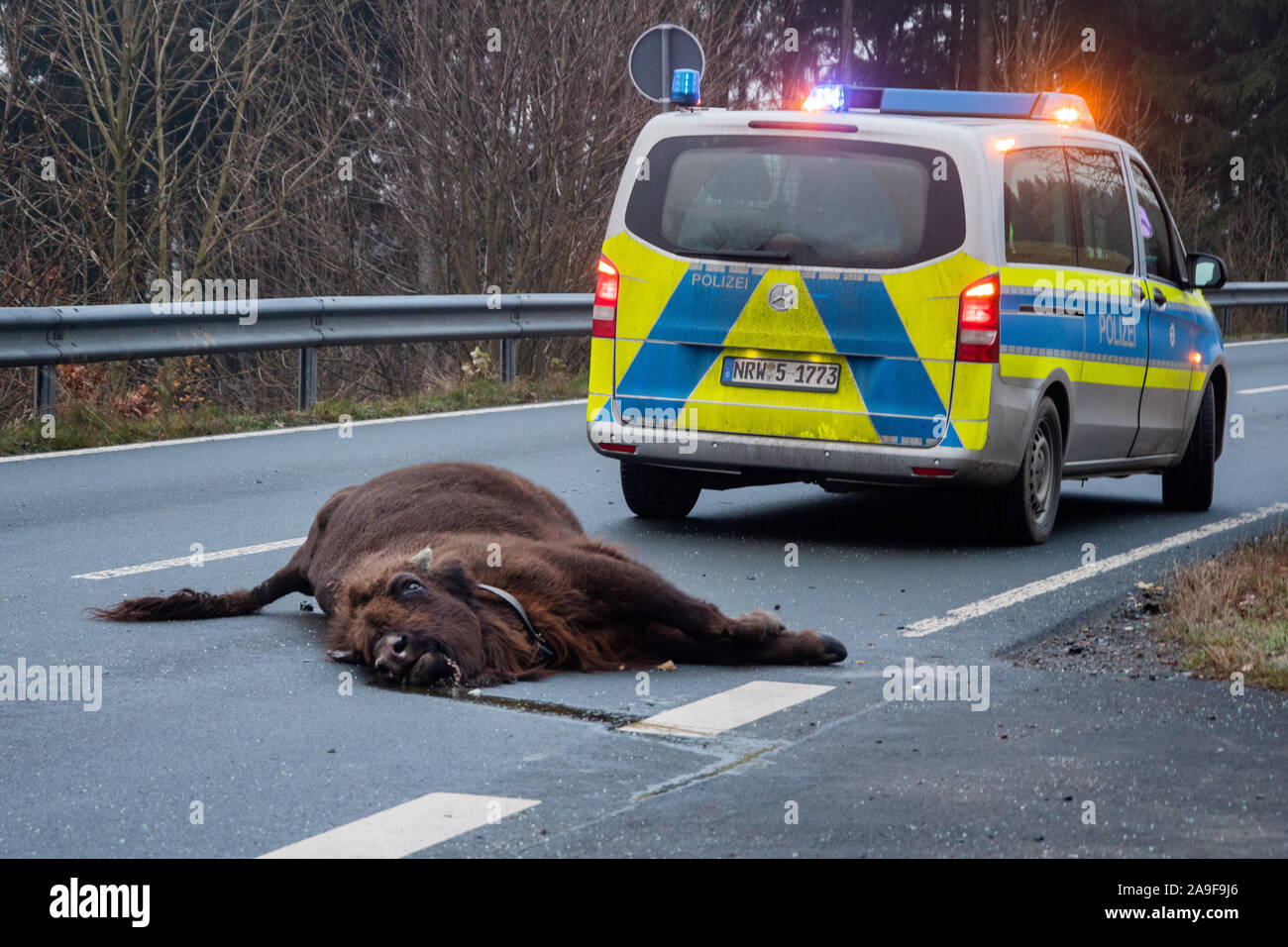 Winterberg, Germany. 15th Nov, 2019. A bison lies on the road after a ...