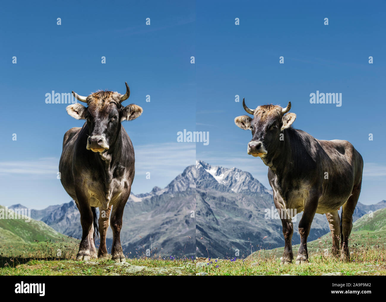 Alpine cattle hi-res stock photography and images - Alamy