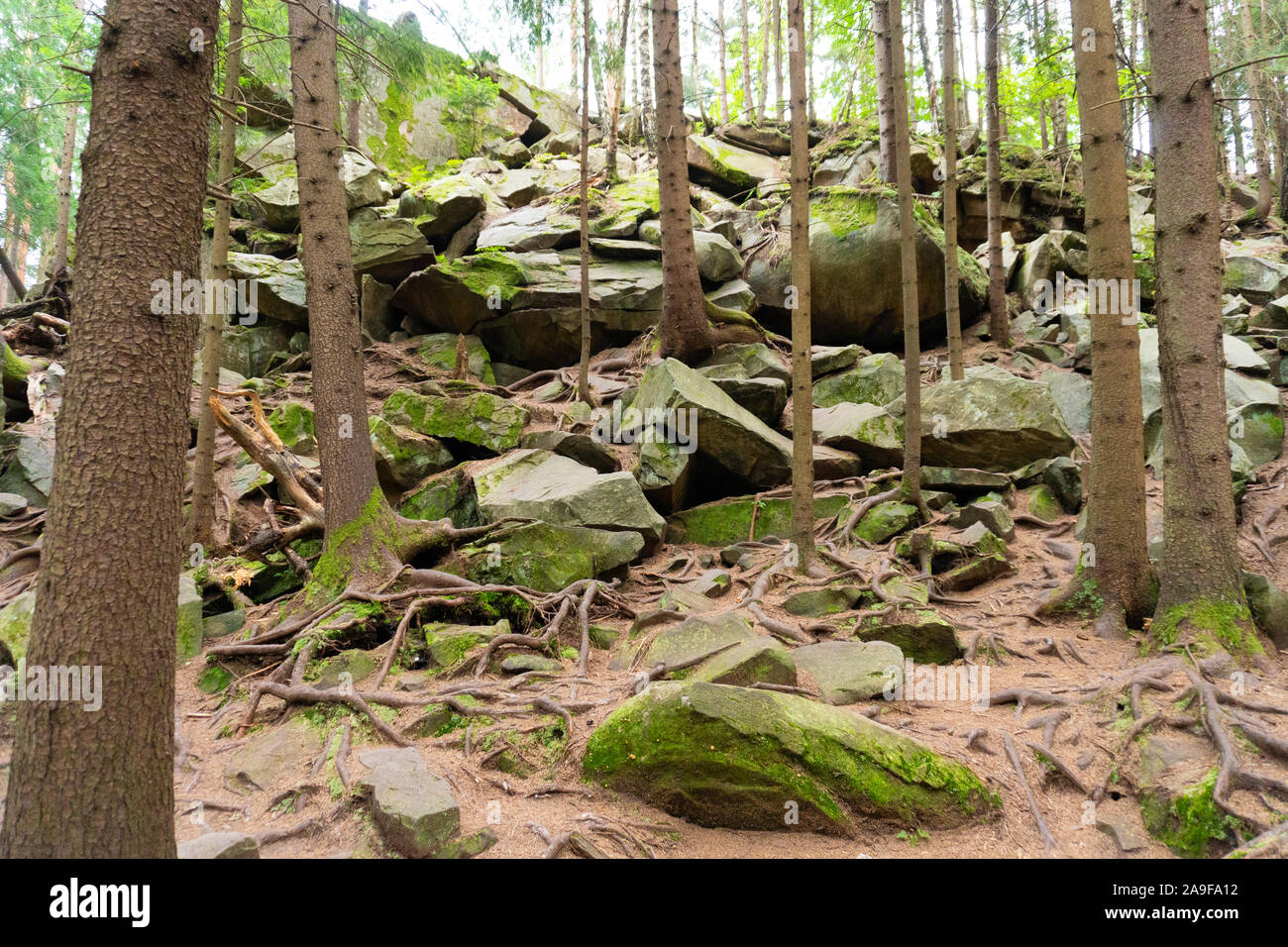 Scenic pine tree in rocks hi-res stock photography and images - Alamy