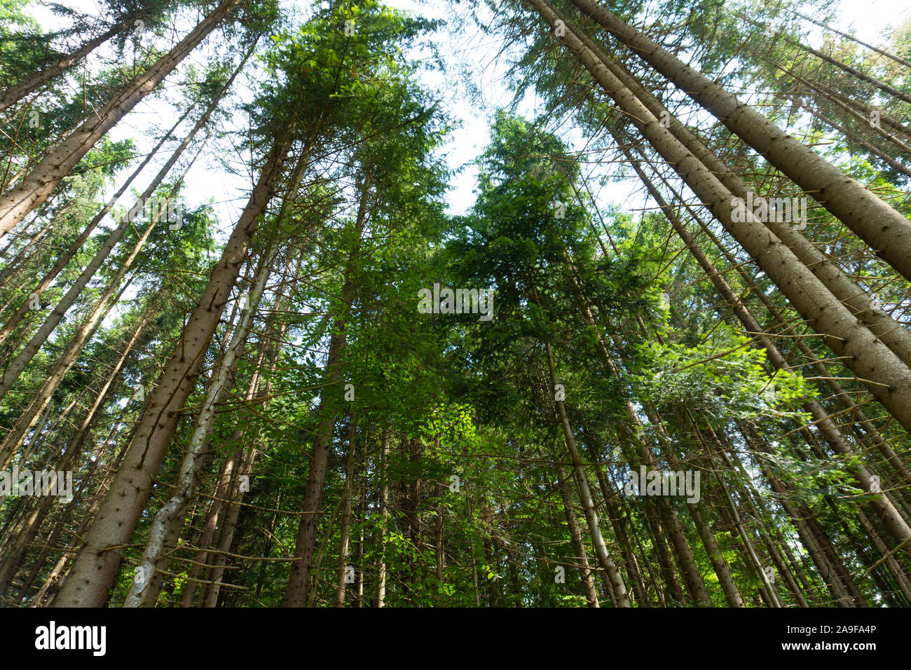 Forest pine trees summer hi-res stock photography and images - Alamy