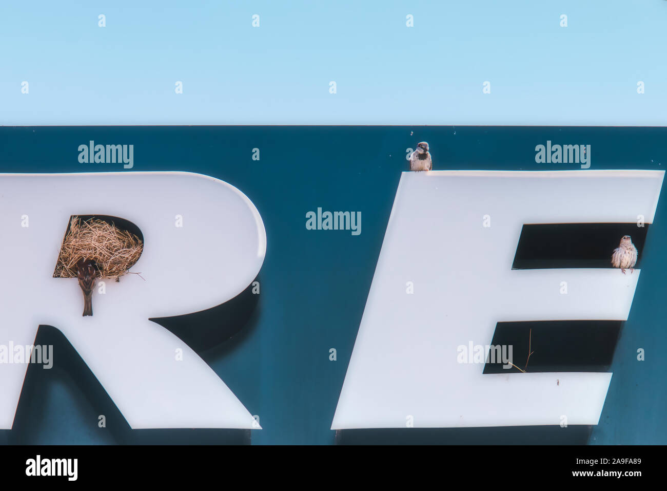 Birds that have made their nest in the letters of a sign Stock Photo ...
