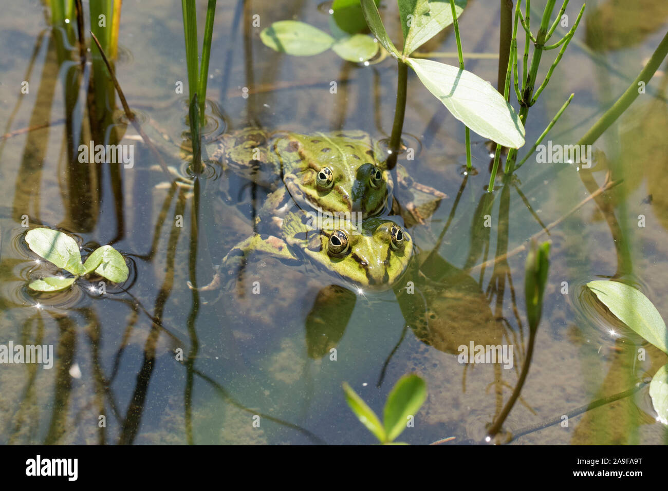 Secret life of frogs hi-res stock photography and images - Alamy
