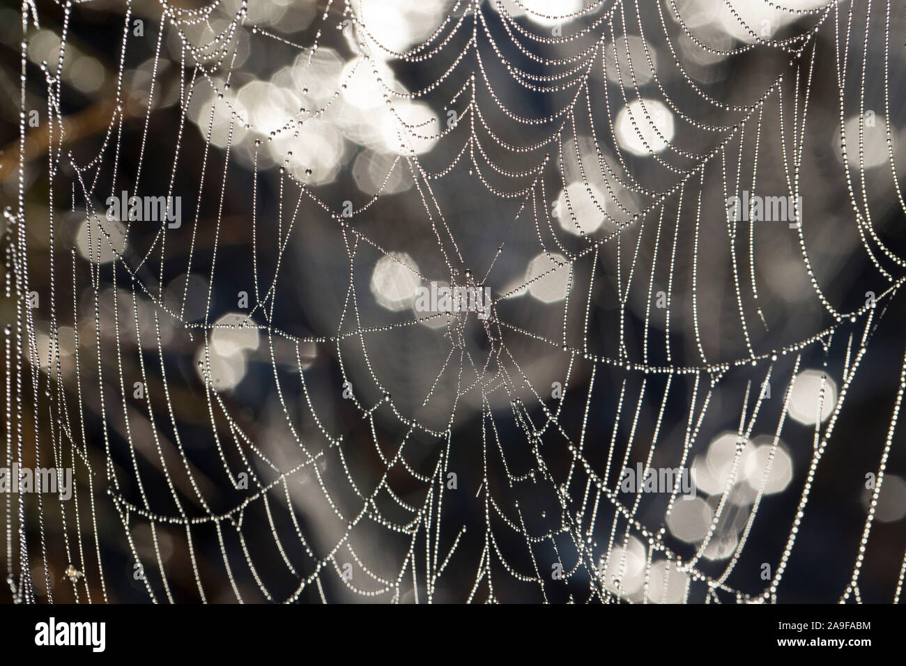cobweb with dewdrop, close up Stock Photo - Alamy