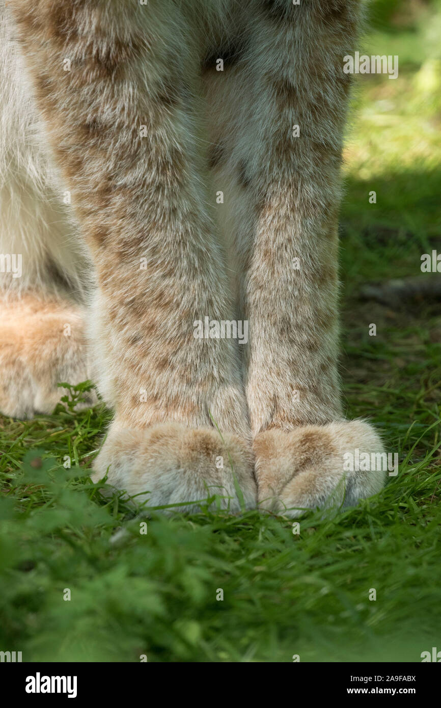 Front paws of a lynx, Lynx lynx, close up Stock Photo - Alamy