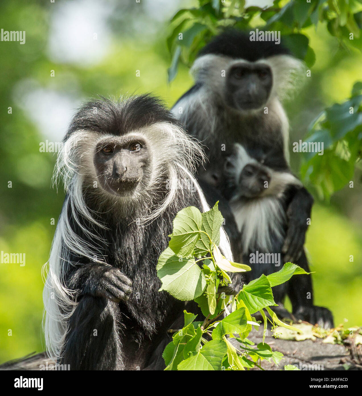 Angola colobus hi-res stock photography and images - Alamy
