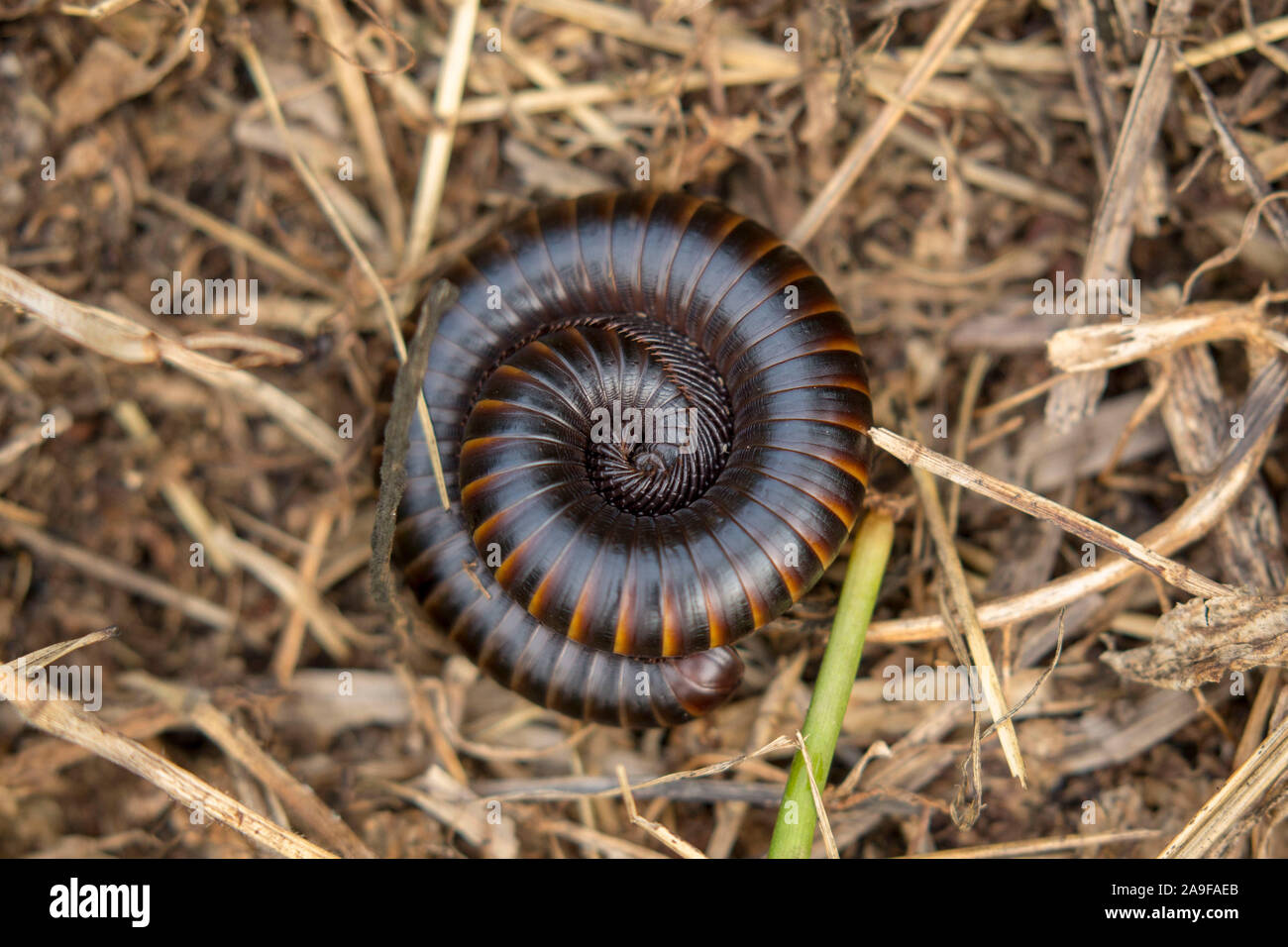 Centipede rolled up on dry grass, close up, Uganda Stock Photo - Alamy