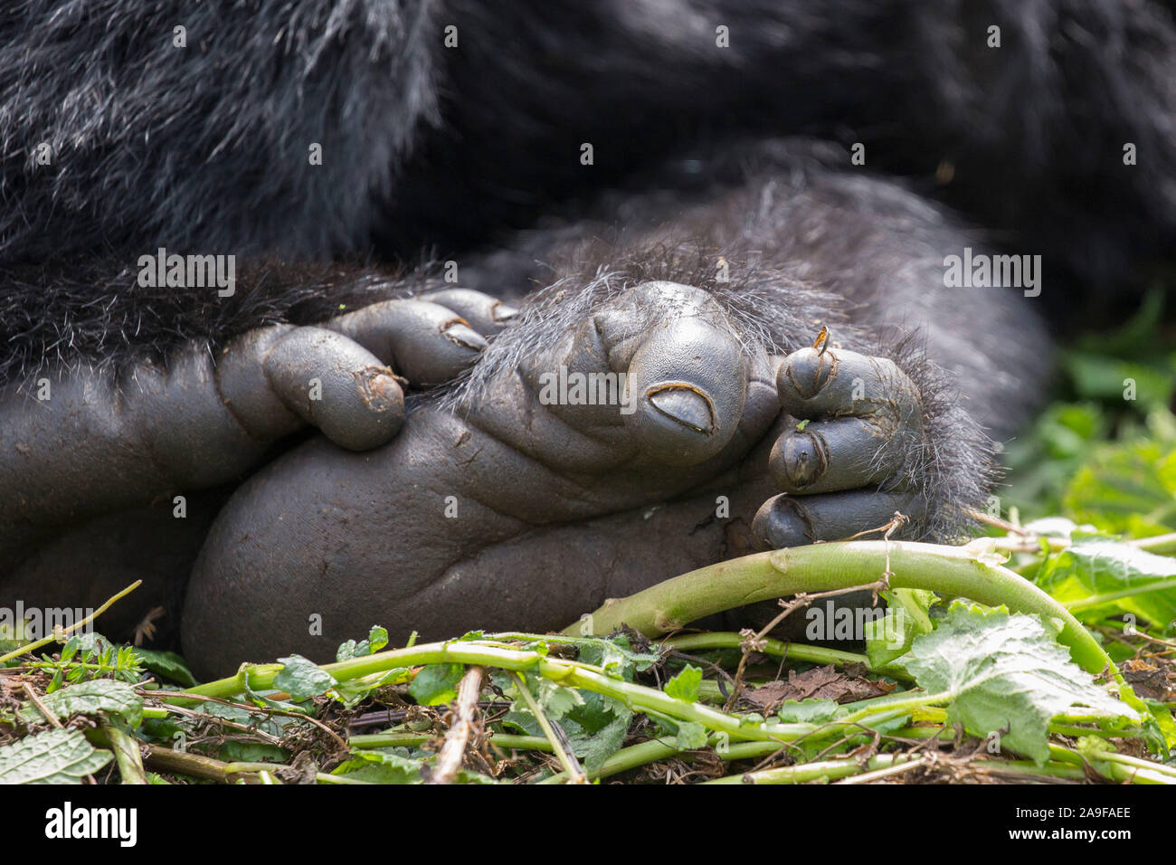 Mountain gorilla, feet detail, gorilla beringei beringei, Pablo team ...