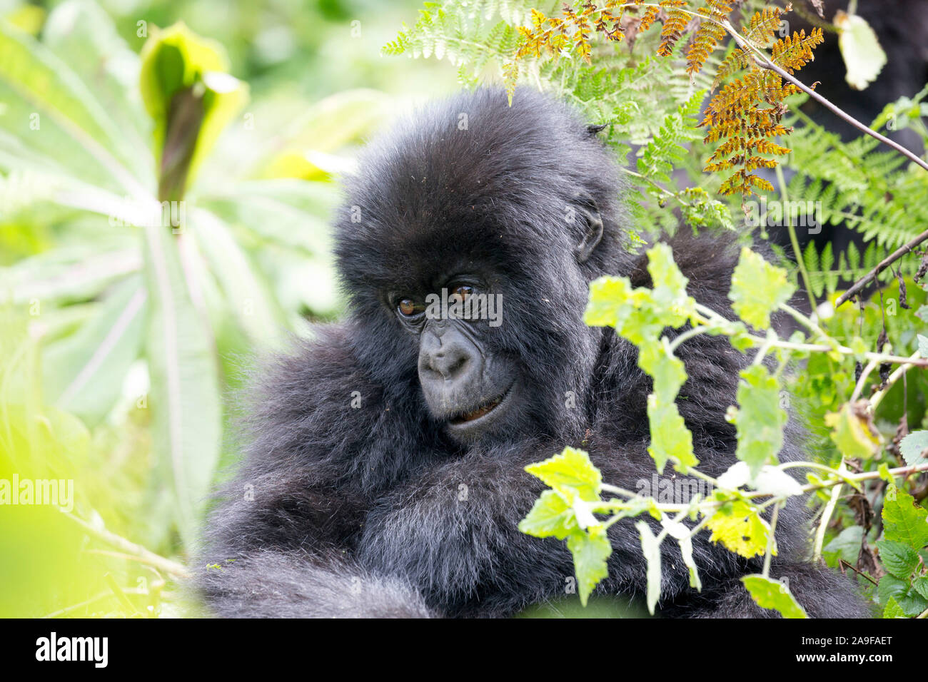 Mountain gorilla, young animal, gorilla beringei beringei, Pablo team ...