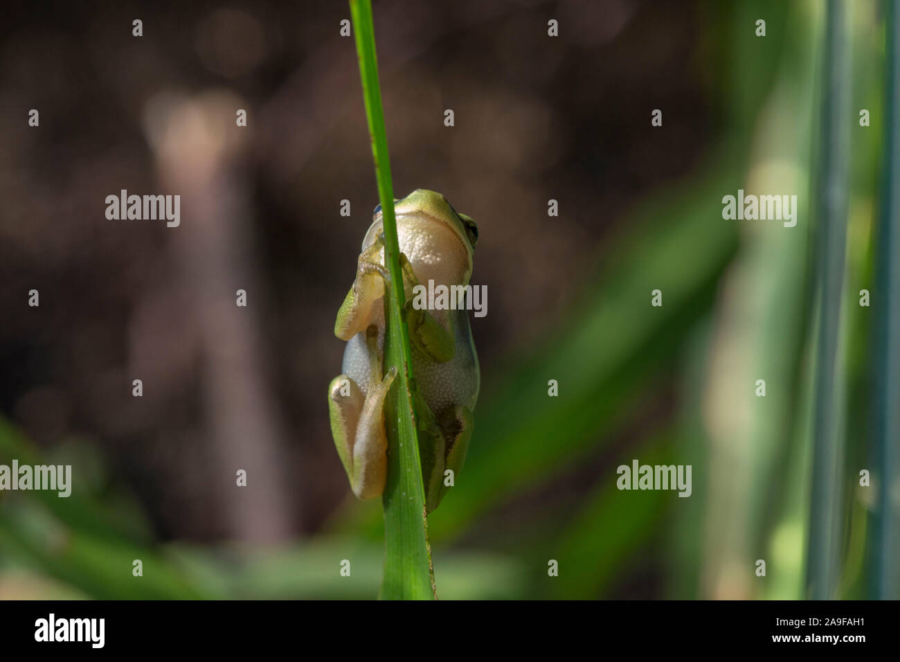 European foliage frog, young animal, sitting on leaves, Hyla arborea ...
