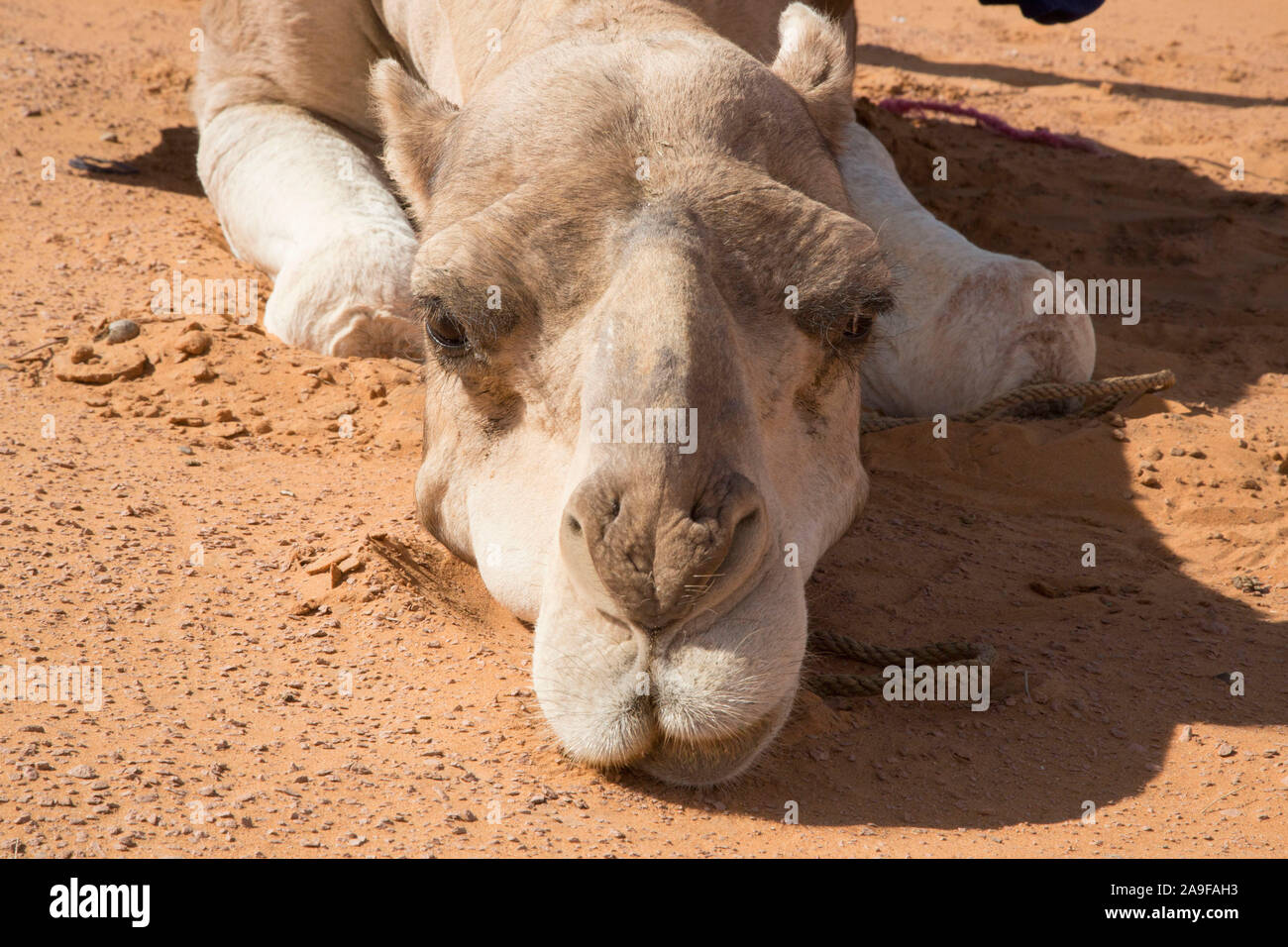 Dromedary from the front, head lies in the sand, close up, Erg Chebbi ...