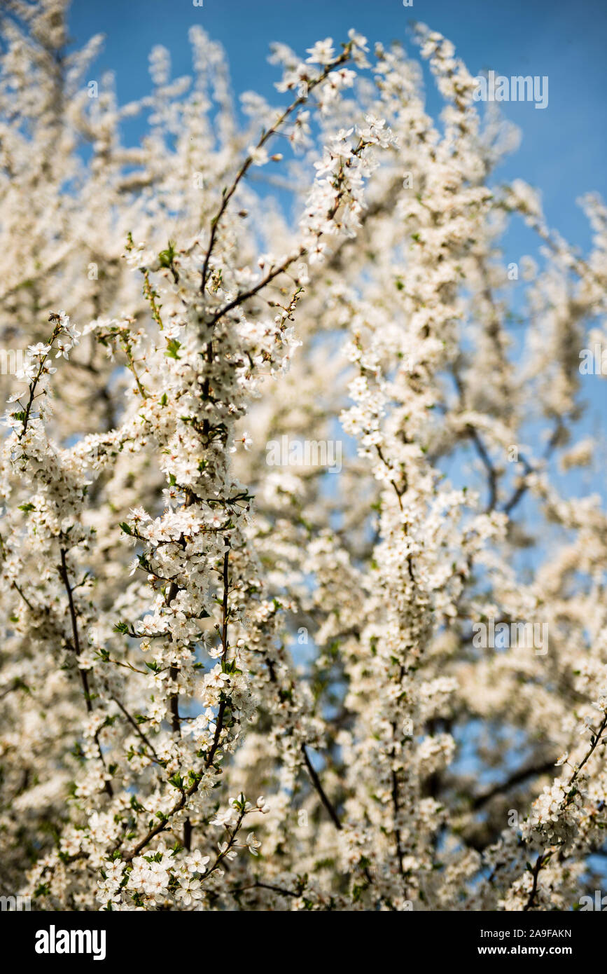 Floral rank hi-res stock photography and images - Alamy